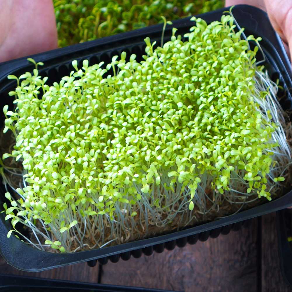 Buy Best Quality Collard Green Microgreen Seeds Online - Organicbazar