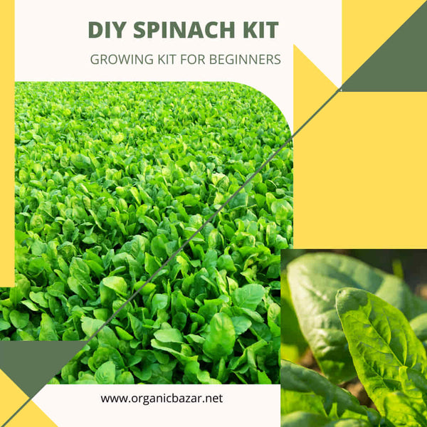 Grow Your Own Spinach with Our Complete growing DIY Kit-
