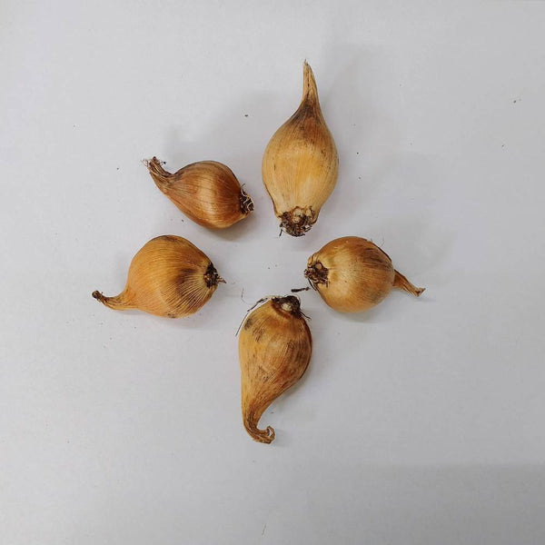 Buy Best Quality Dutch Iris Apollo Flower Bulbs Online - Organicbazar