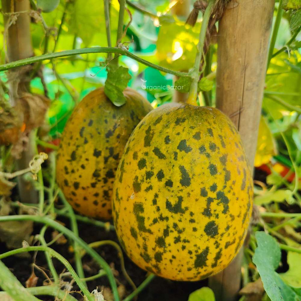 Buy Best Quality foot kachri Seeds online