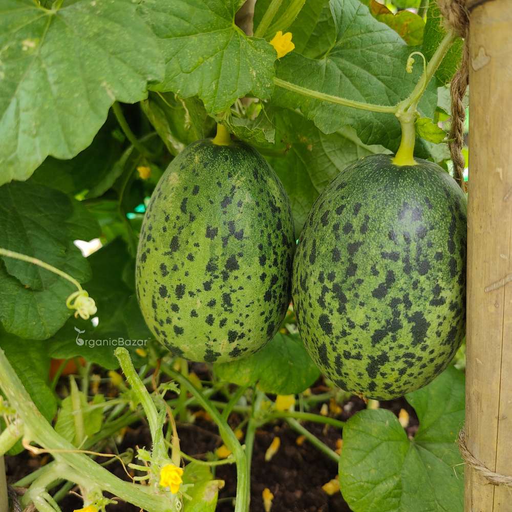 Buy Best Quality foot kachri Seeds online