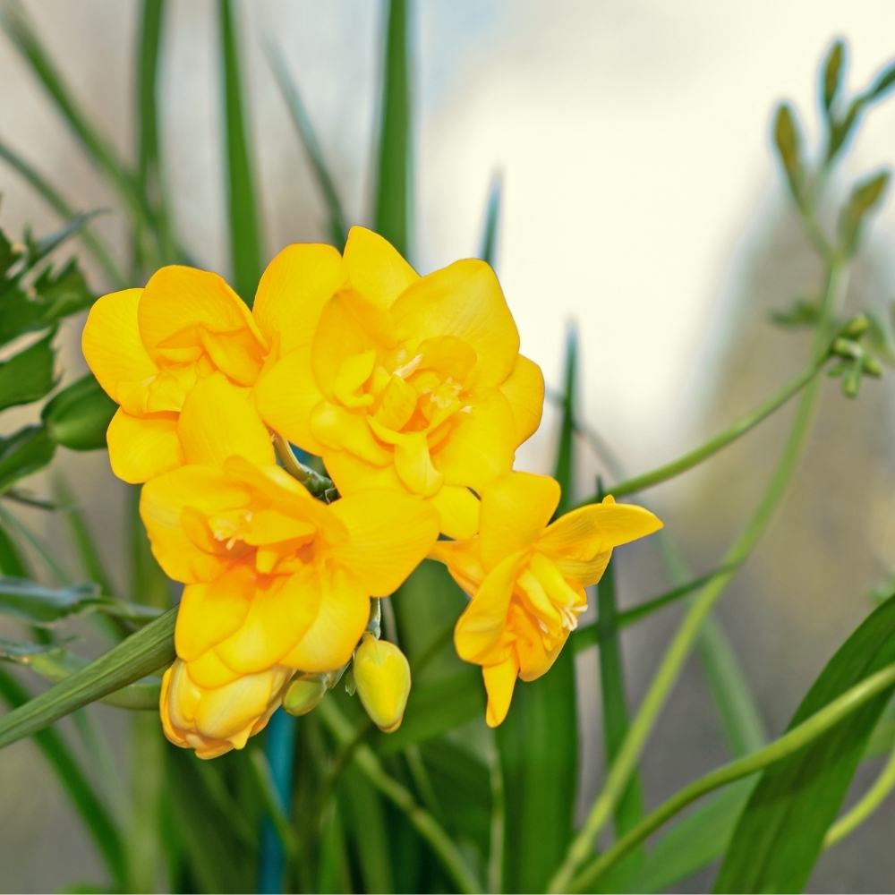 Buy Best Quality Freesia Yellow Flower Bulbs Online - Organicbazar