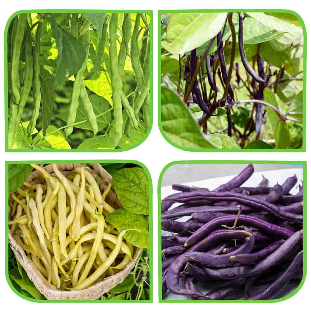 Buy 3 Different varieties of French Beans Seeds Combo pack