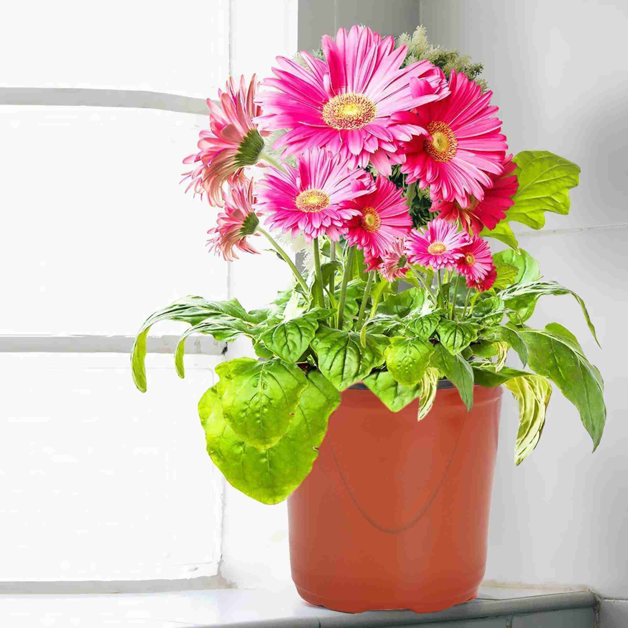 Thermoform Pot-4 Terracotta Color (Set of 20) (10cm)