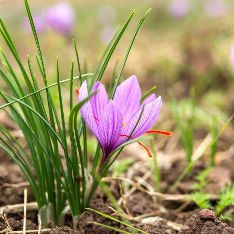 Buy Kashmiri Saffron (Kesar) Bulbs Online - Organicbazar