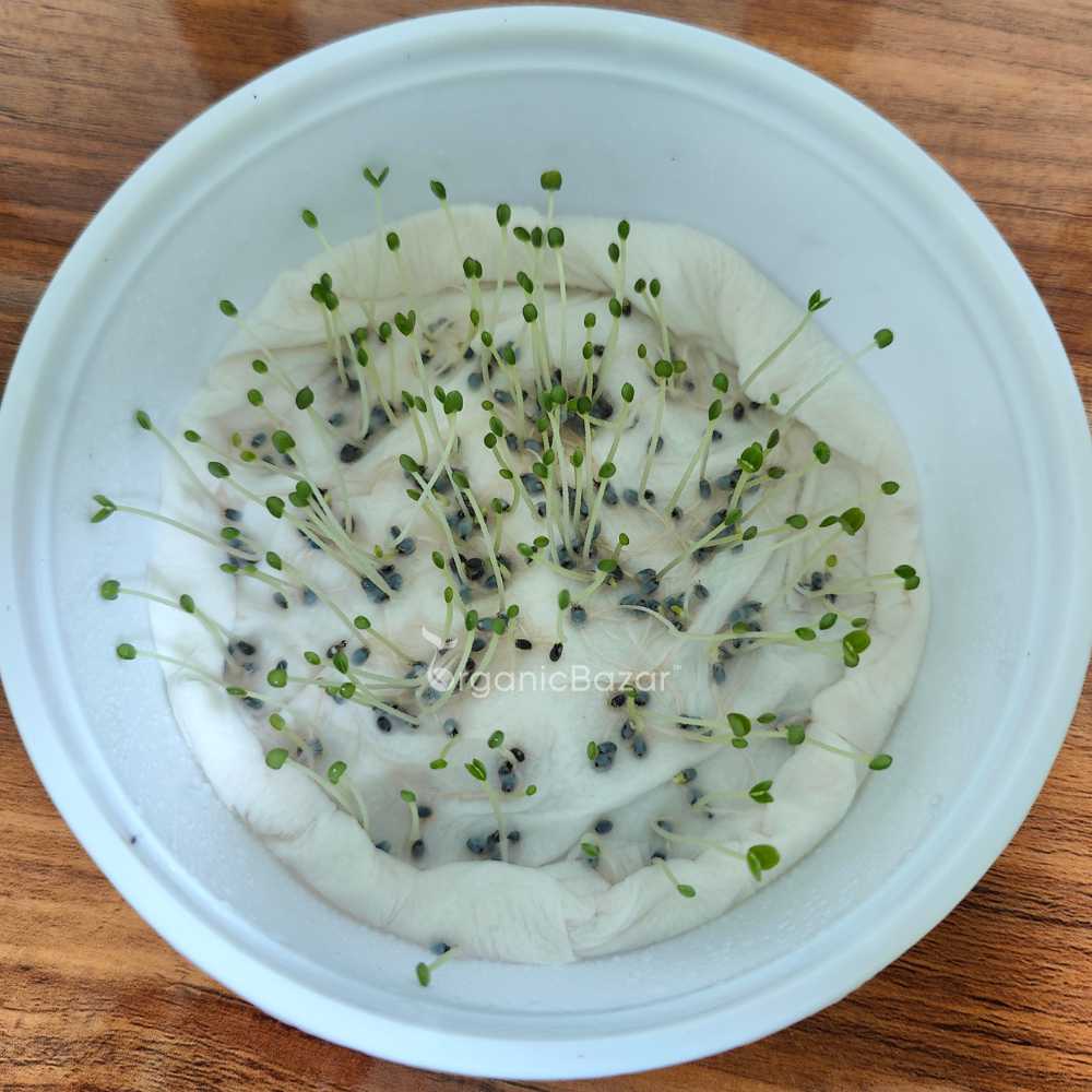 Buy Best Quality Krishna basil/Tulsi Seeds Online