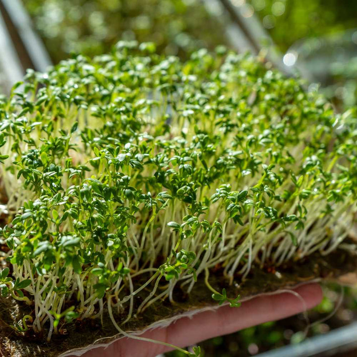 Buy Microgreen Seeds Online in India at Best Price - OrganicBazar