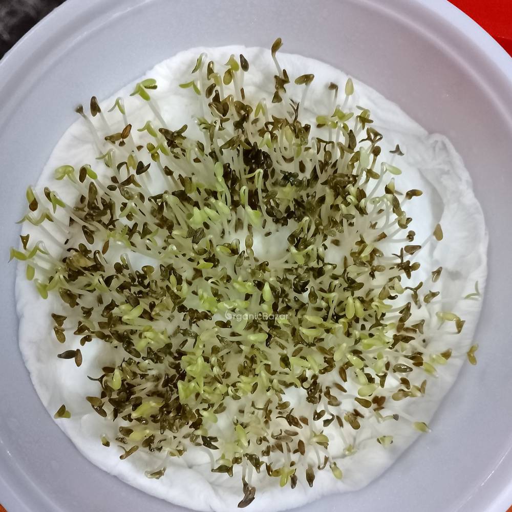 Buy best quality Lettuce Red Rose Seeds