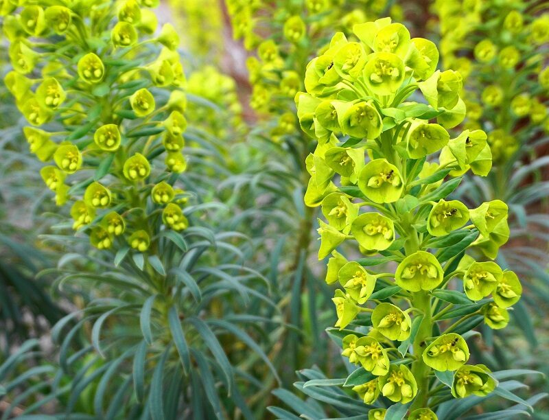 Buy best quality Molucella Bells of Ireland Seeds