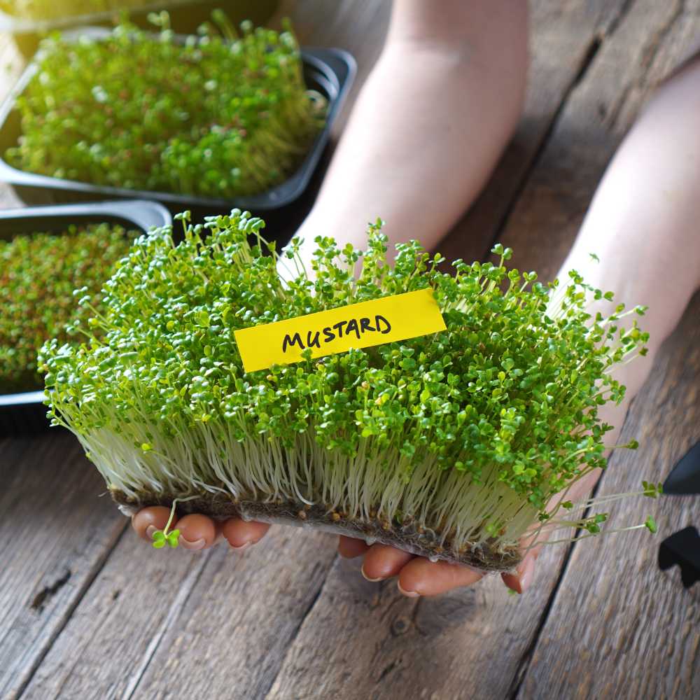 Buy Best Quality Mustard Microgreen Seeds Online - Organic Bazar