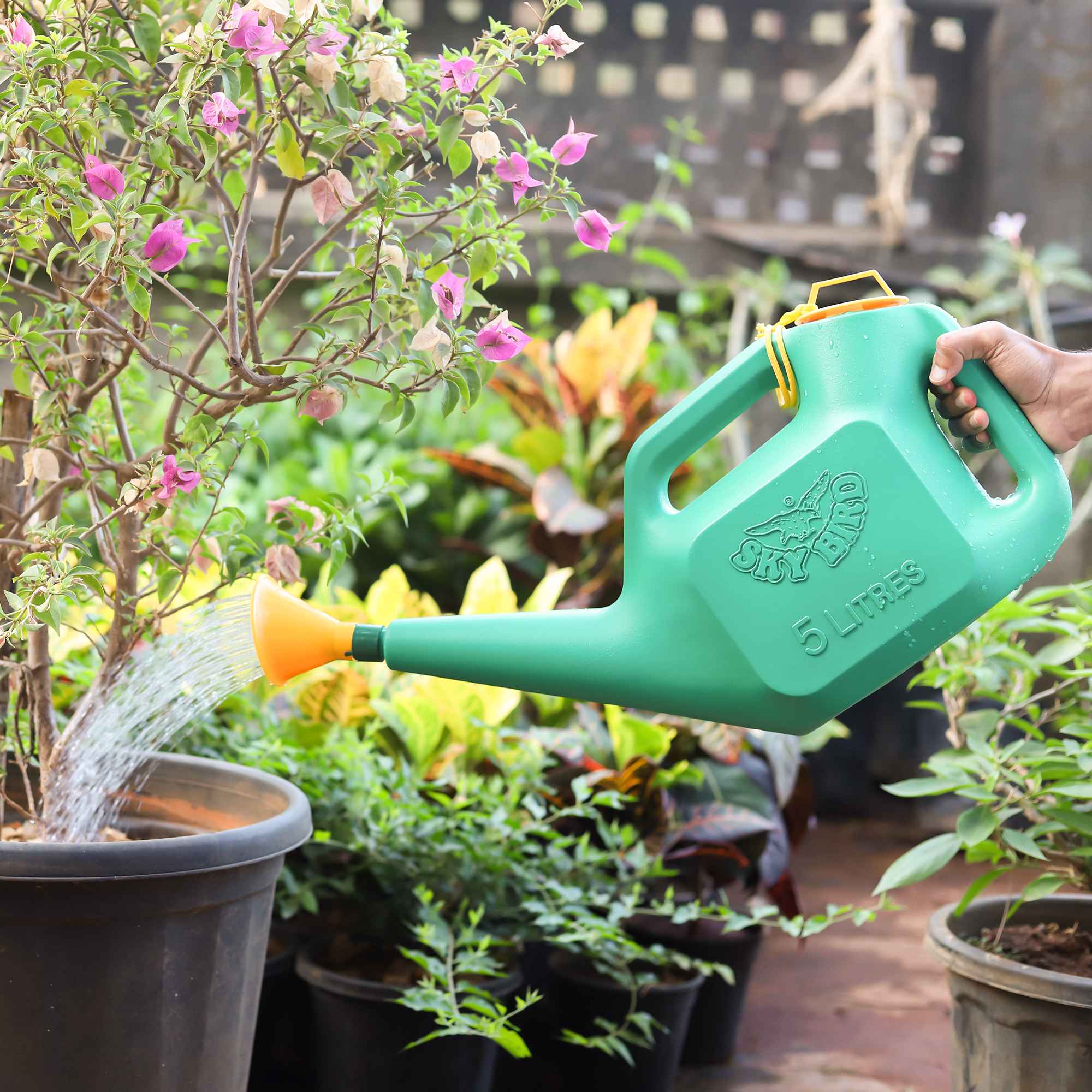 Buy Watering Can 5L Online at Best Prices in India - OrganicBazar