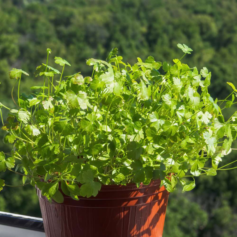 Buy Best Quality Parsley Microgreen Seeds online - Organic Bazar