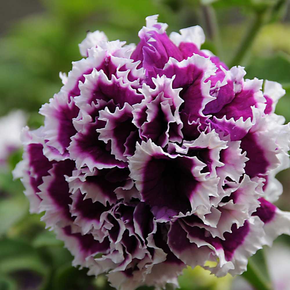 Buy Best Quality Petunia Double Glorious Mix Seeds Online