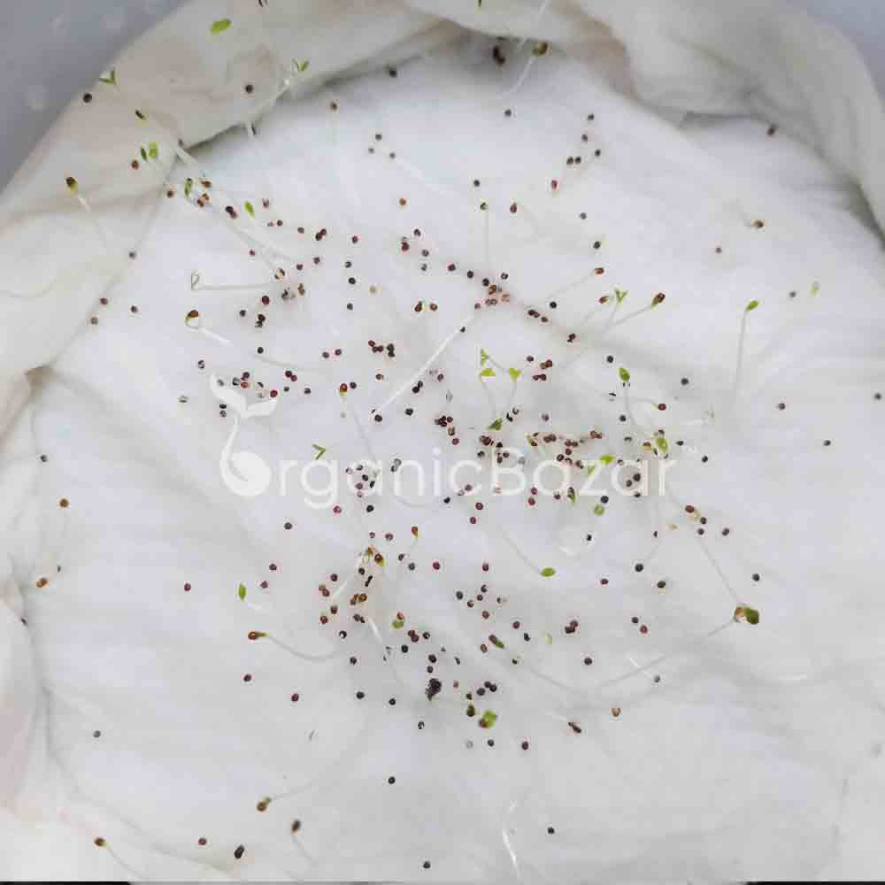 Buy Best Quality Petunia Dwarf Stars Mix Seeds online - Organicbazar