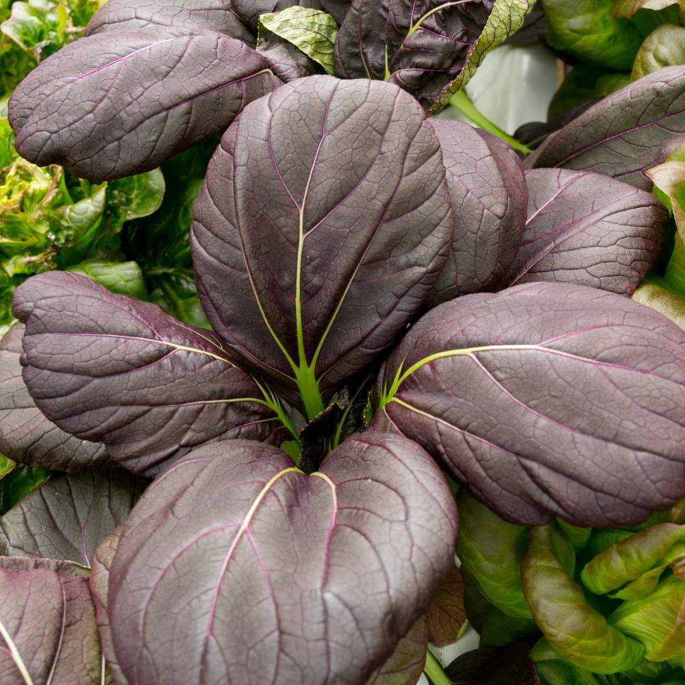 Buy Best Quality Purple Pak Choi F1 Hybrid Seeds Online - Organicbazar