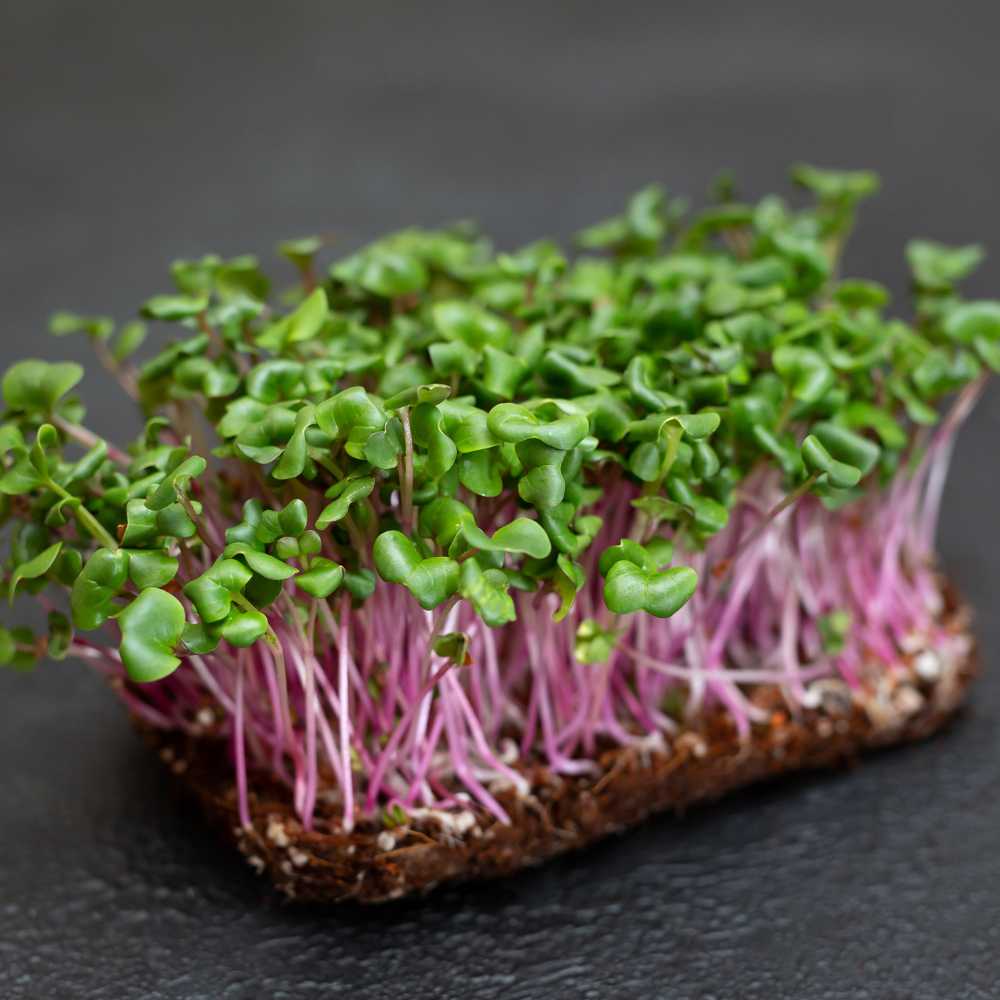Grow Fresh Radish Microgreens with Our Complete Growing Kit