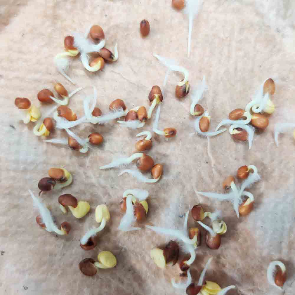 Buy Best Quality Radish Pusa Chetki Seeds Online