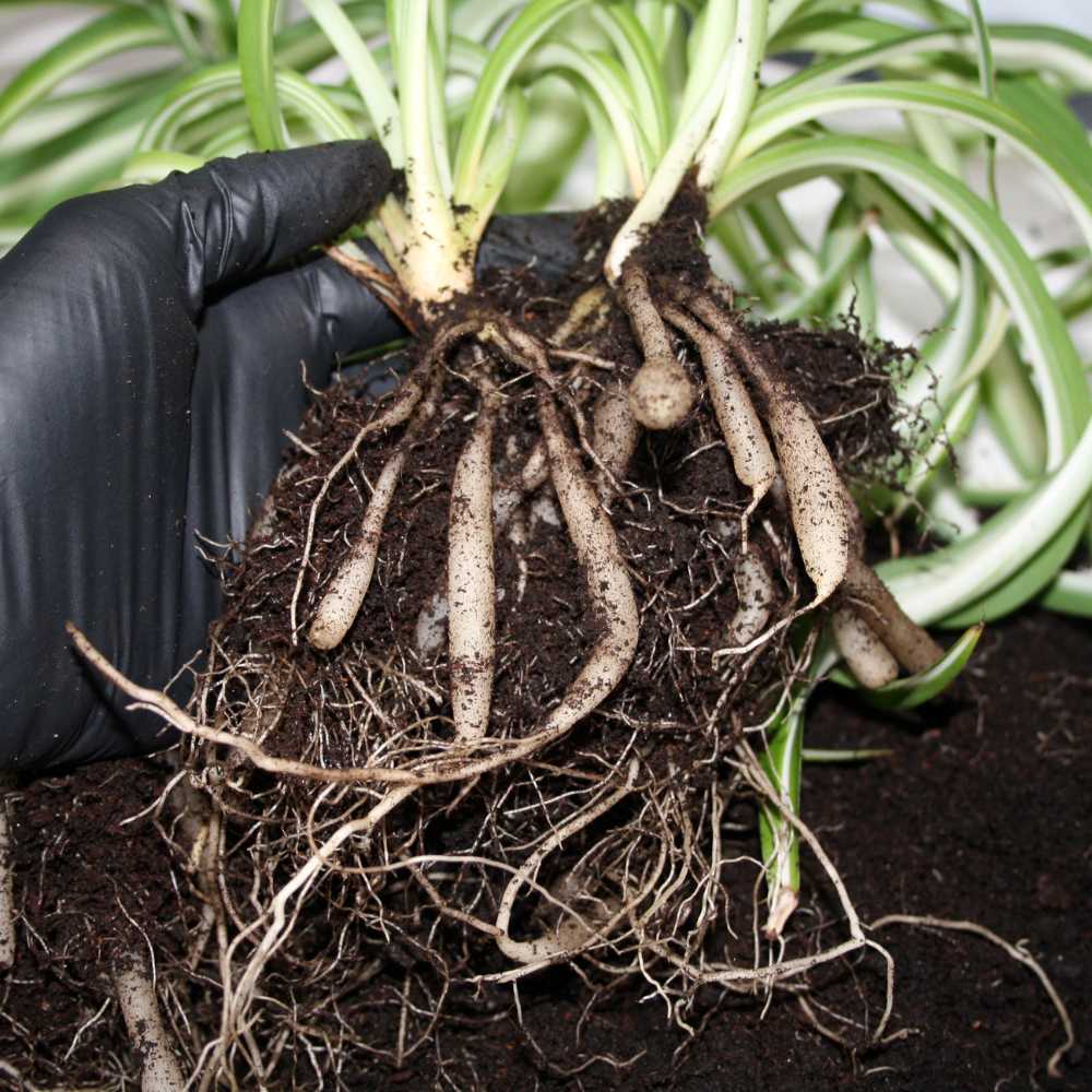 Buy Best Quality Safed Musli Bulbs Seeds Online - Organic Bazar ...