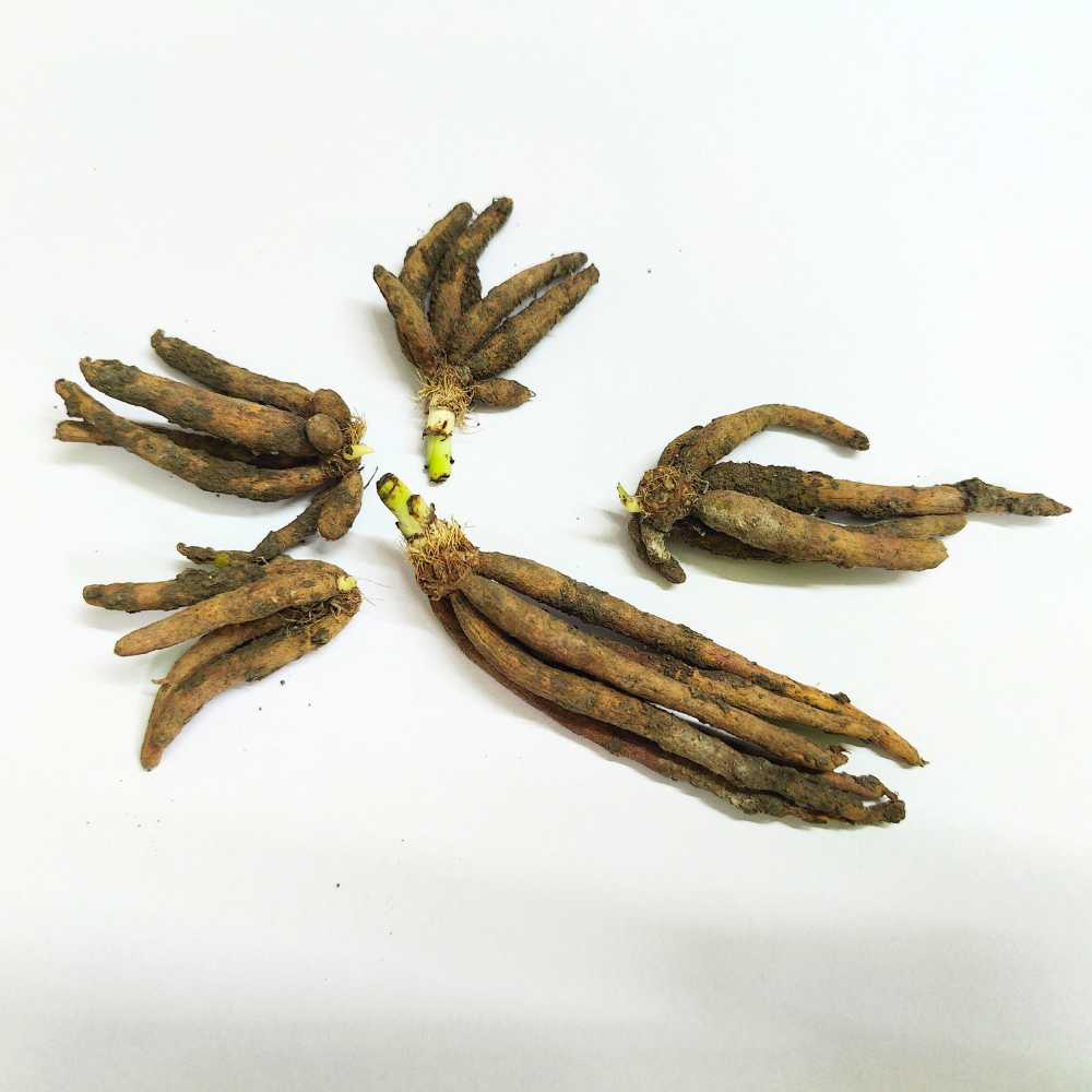 Buy Best Quality Safed Musli Bulbs Seeds Online - Organic Bazar ...