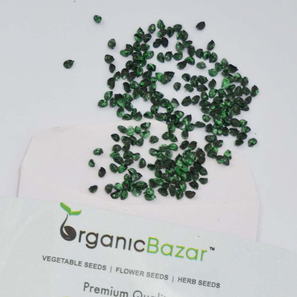 Buy Best Quality Spring Onion (Bunching Onion) seeds