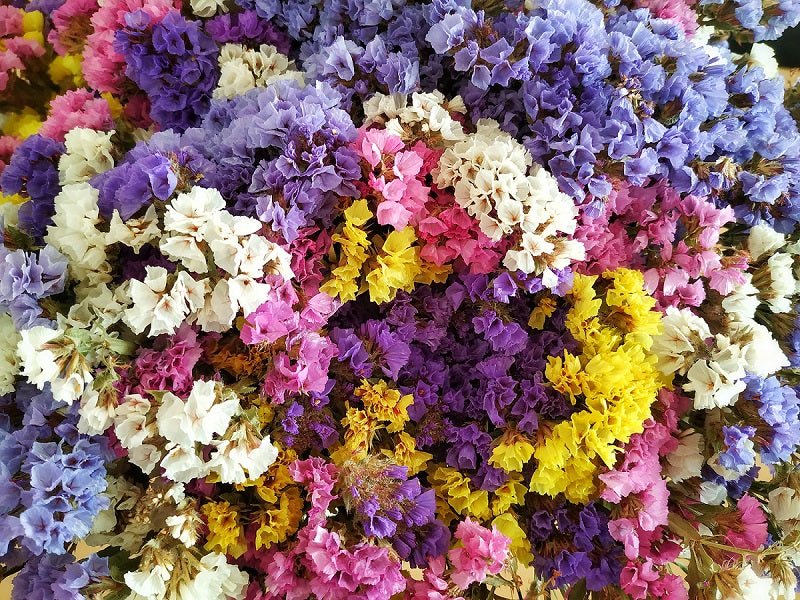 Buy Best Quality Static Pacific Mix Flower seeds