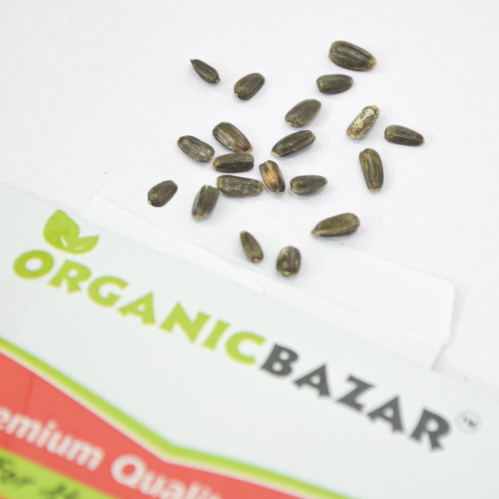 Buy Sunflower Teddy Bear Seeds Online : Organicbazar