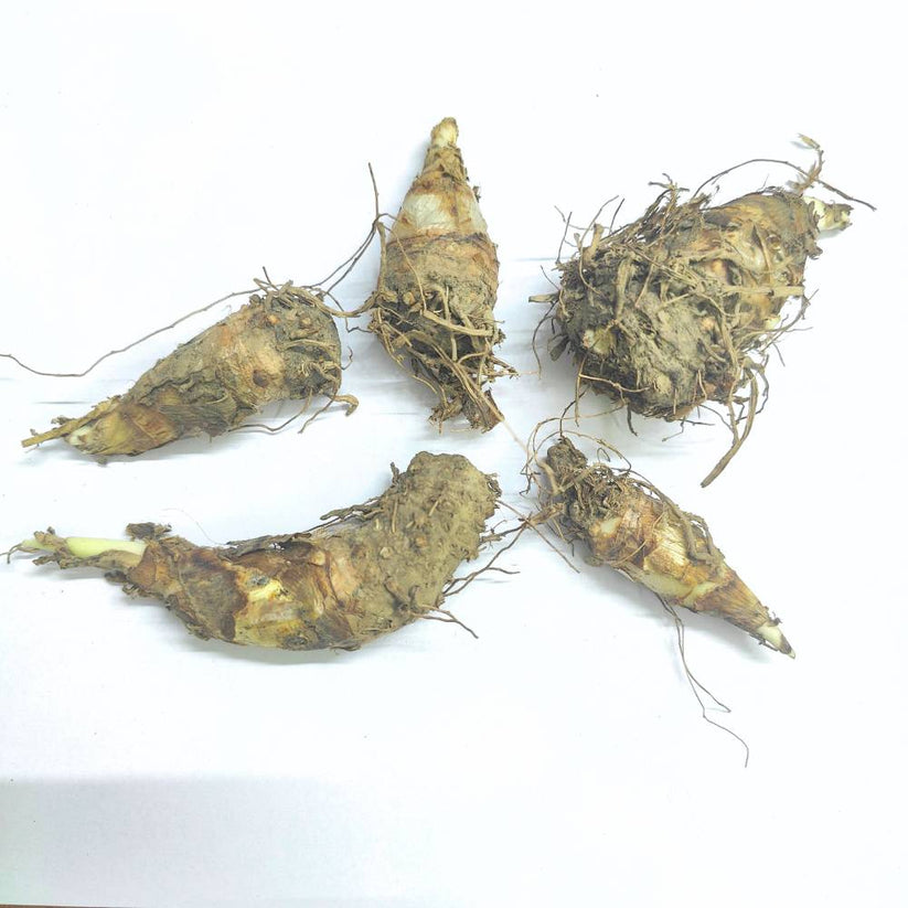 Buy Best Quality Tuberose Double White Flower Bulb Online