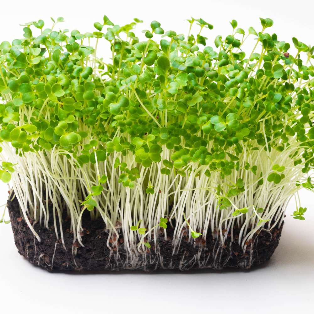 Buy Best Quality Turnip Microgreen Seeds Online - Organicbazar