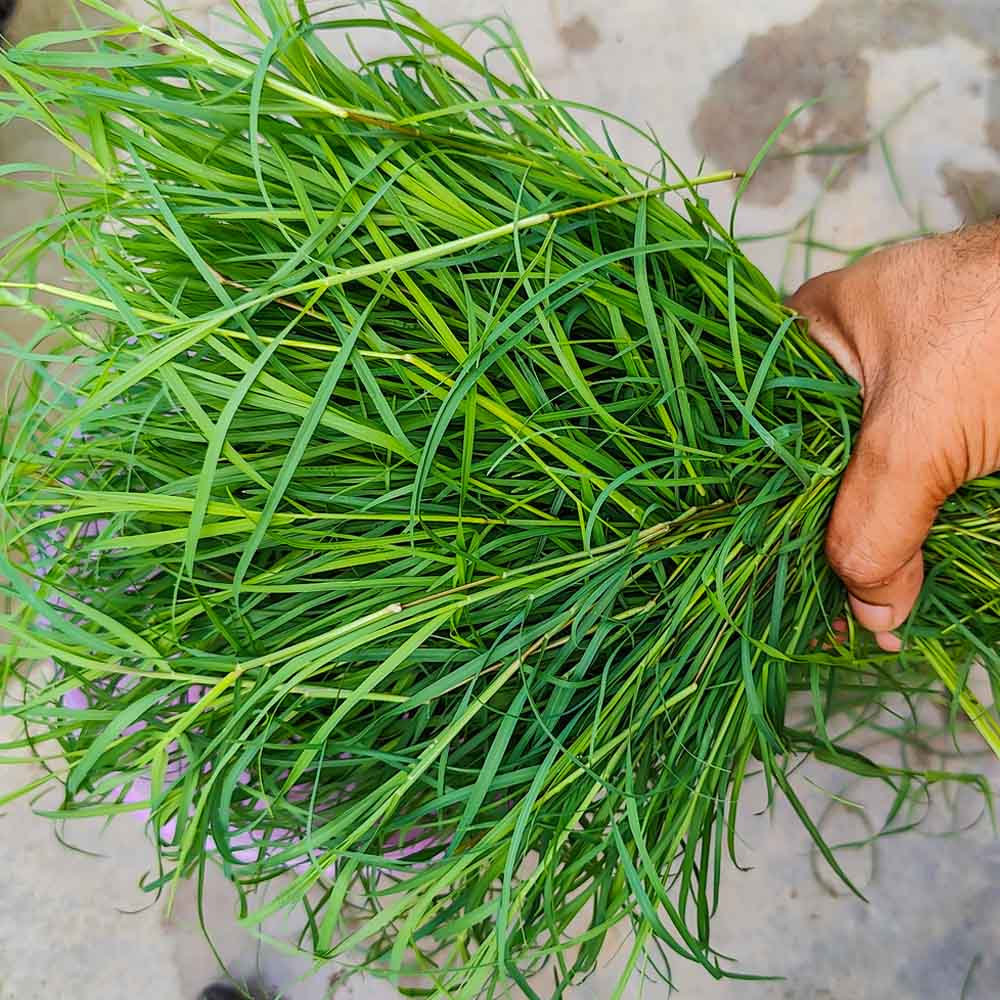 Buy the Best Quality Durva grass Seeds Online : Organicbazar