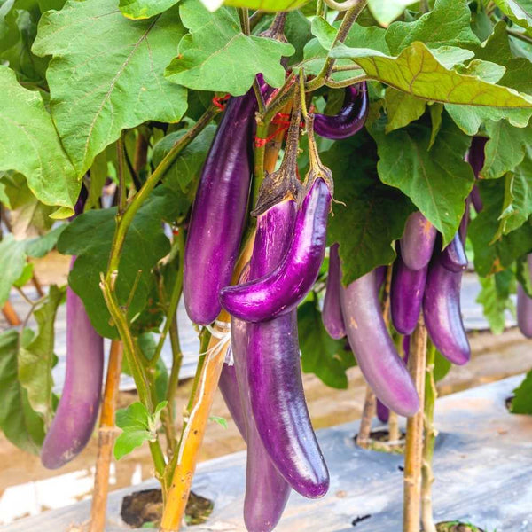 Brinjal Purple Long Seeds - 50 Seeds (Bainganee Baingan/Eggplant/बैंगन