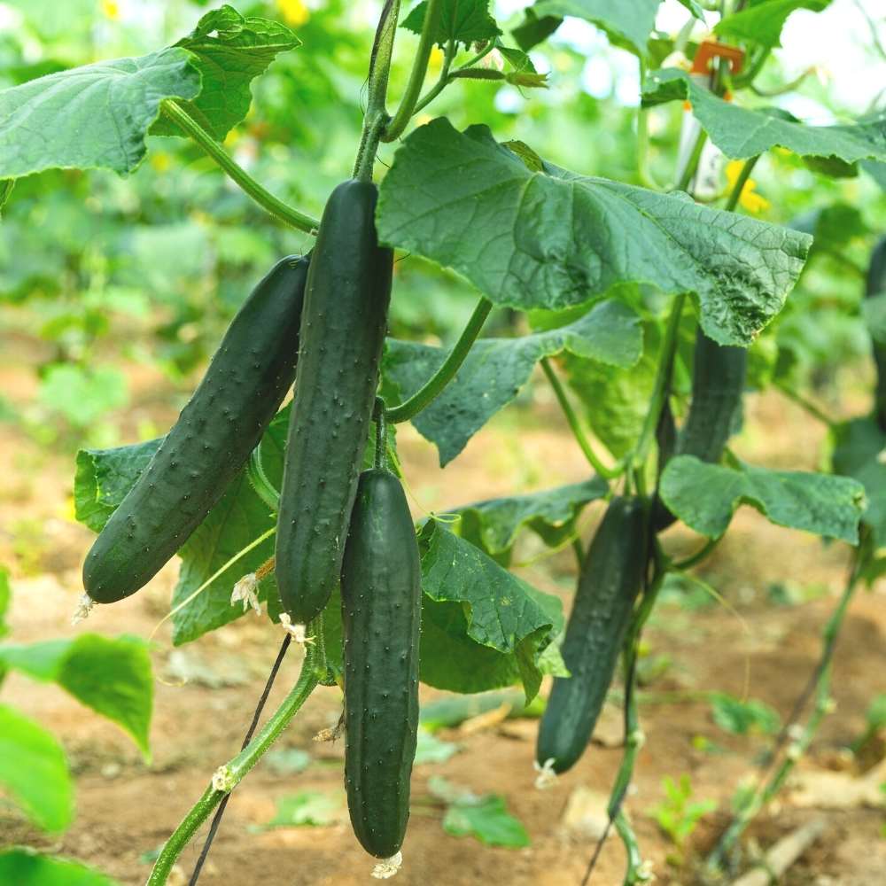 Buy Best Quality Cucumber F1 American Black Hybrid Seeds