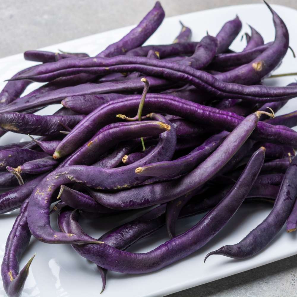 French Beans Purple Seeds - 15 Seeds (फ्रेंच बीन्स के बीज) High Germin