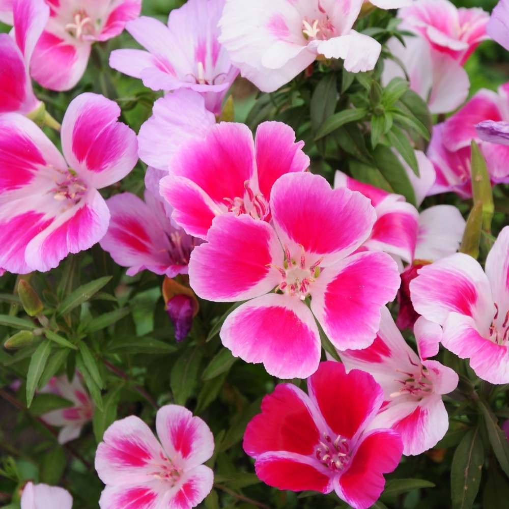 Buy Best Quality Godetia Azaleaflora Mix Seeds