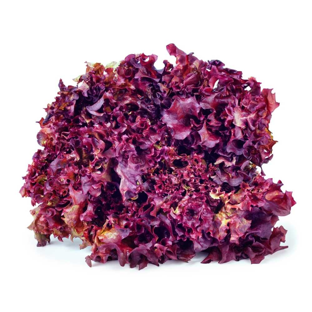 Buy Best Quality Lettuce Lollo Rosso Seeds Online : Organicbazar