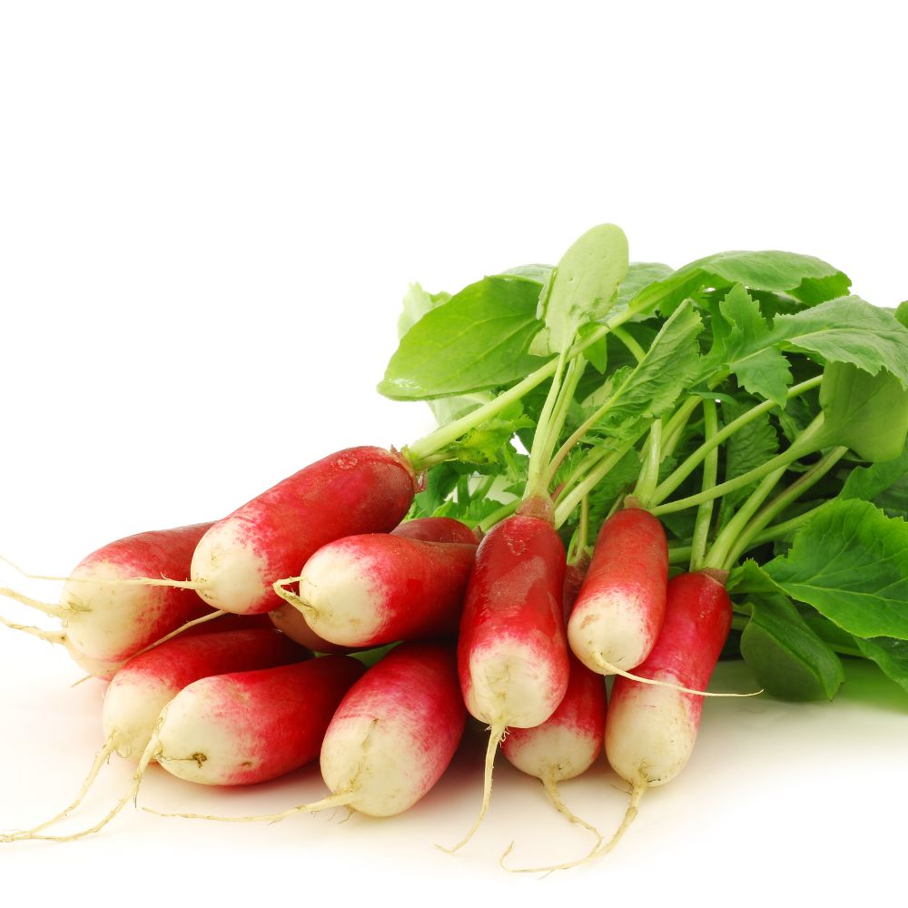 Buy Best Quality Radish F1 Half Red And White Seeds Online - Organicbazar