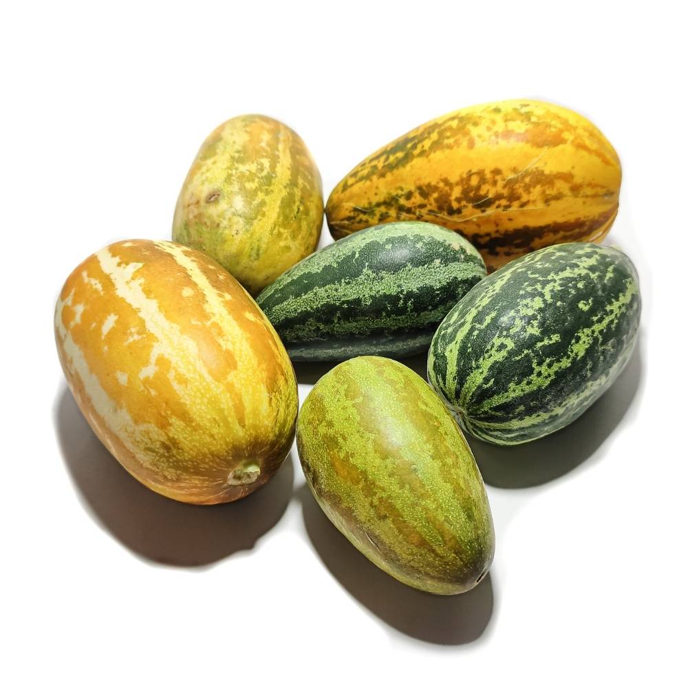 Buy Best Quality Sambar Cucumber Hybrid Seeds Online - Organicbazar