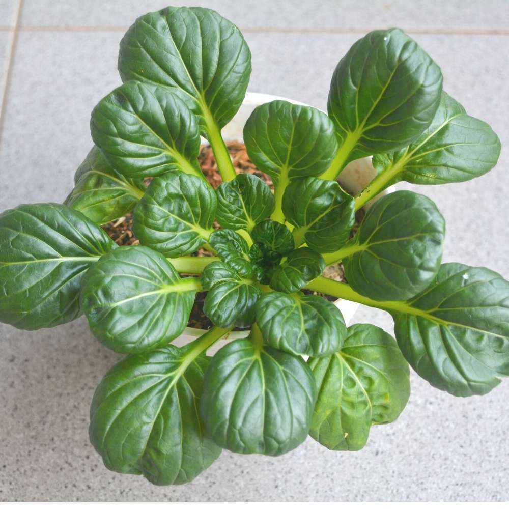 Buy Best Quality Tatsoi Green Seeds for home gardening - organicbazar