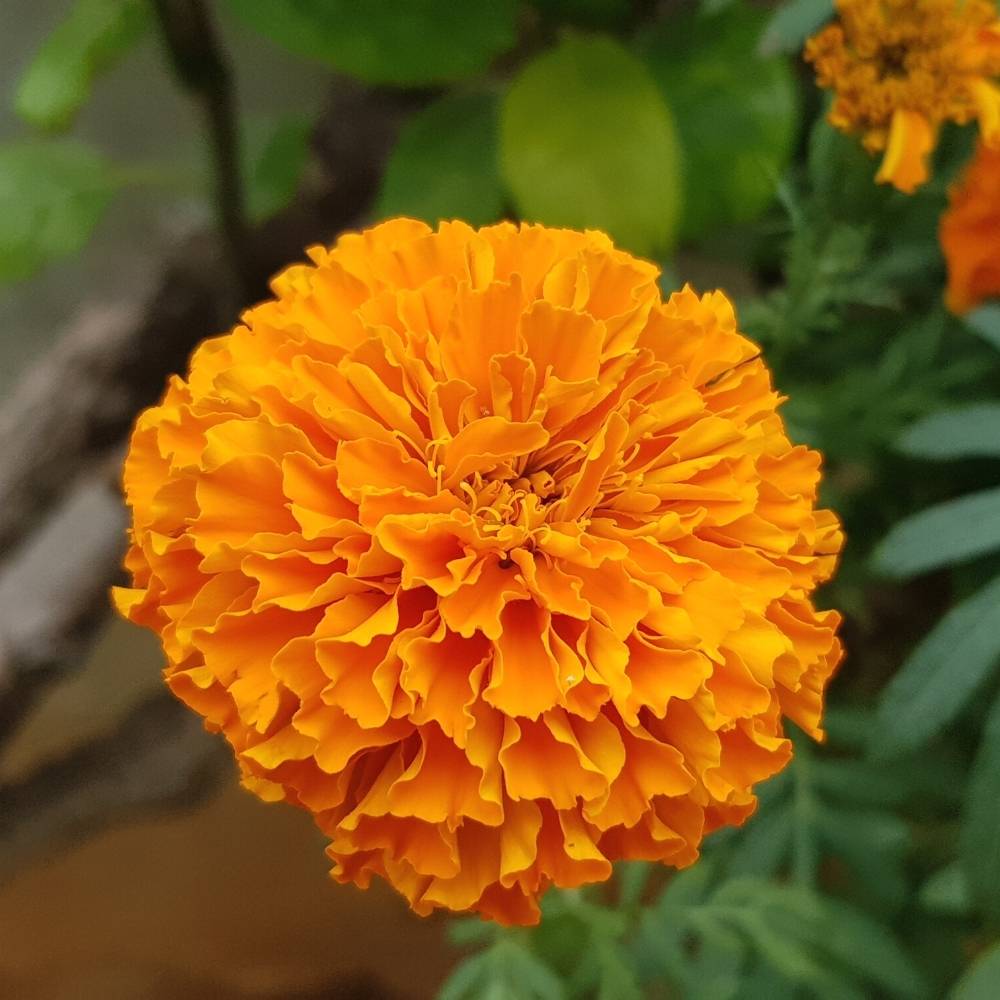 Pusa Flower Seeds | Best Flower Site