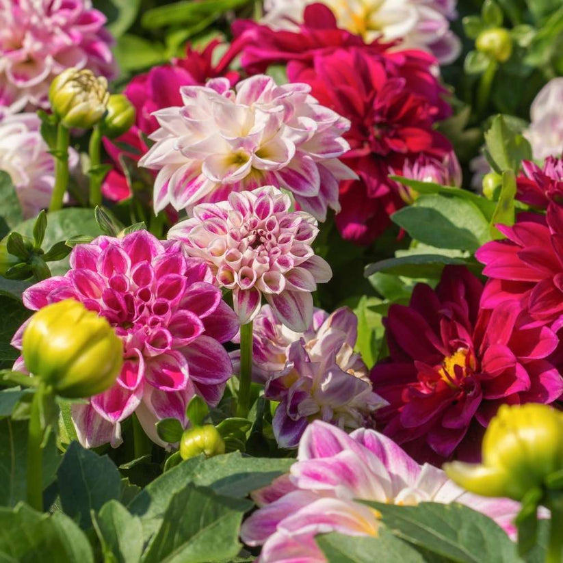 Buy Best Quality Dahlia Unwins Hybrids Mix Seeds Online : Organicbazar