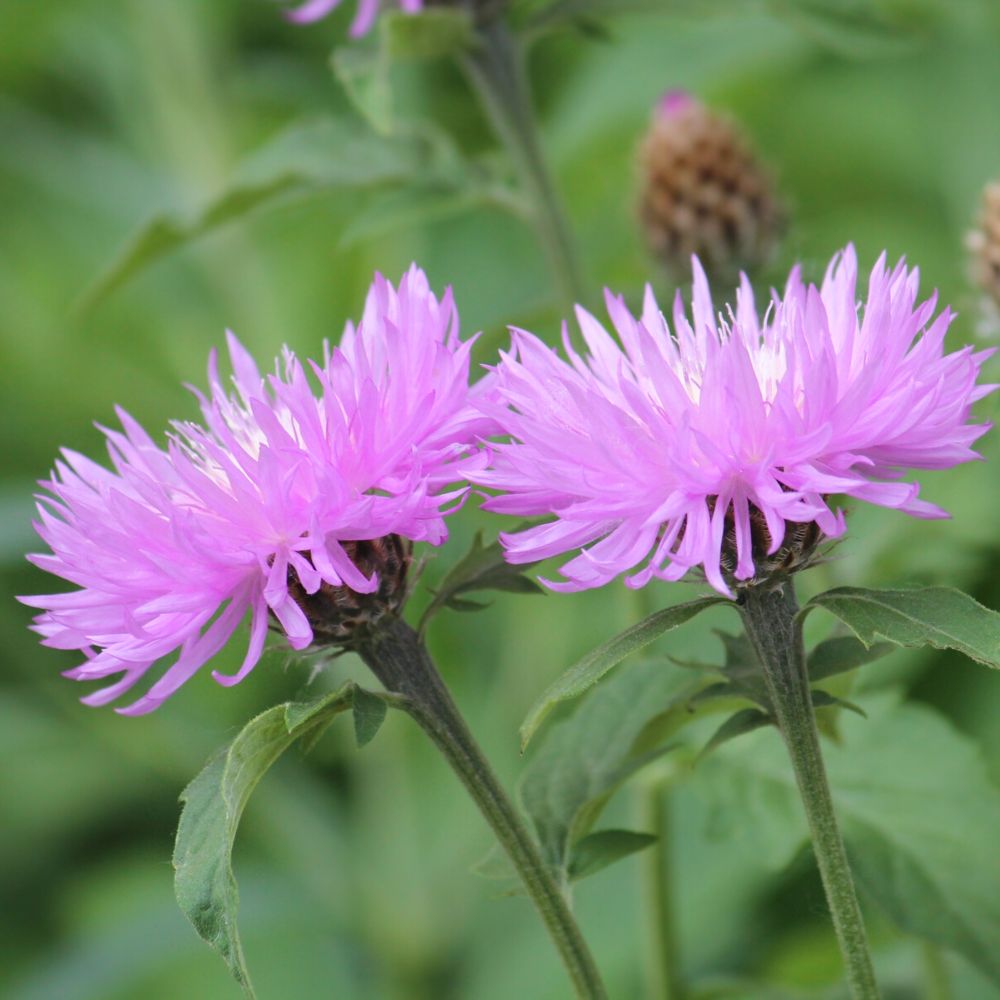 Buy Best Quality Sweet Sultan Seeds