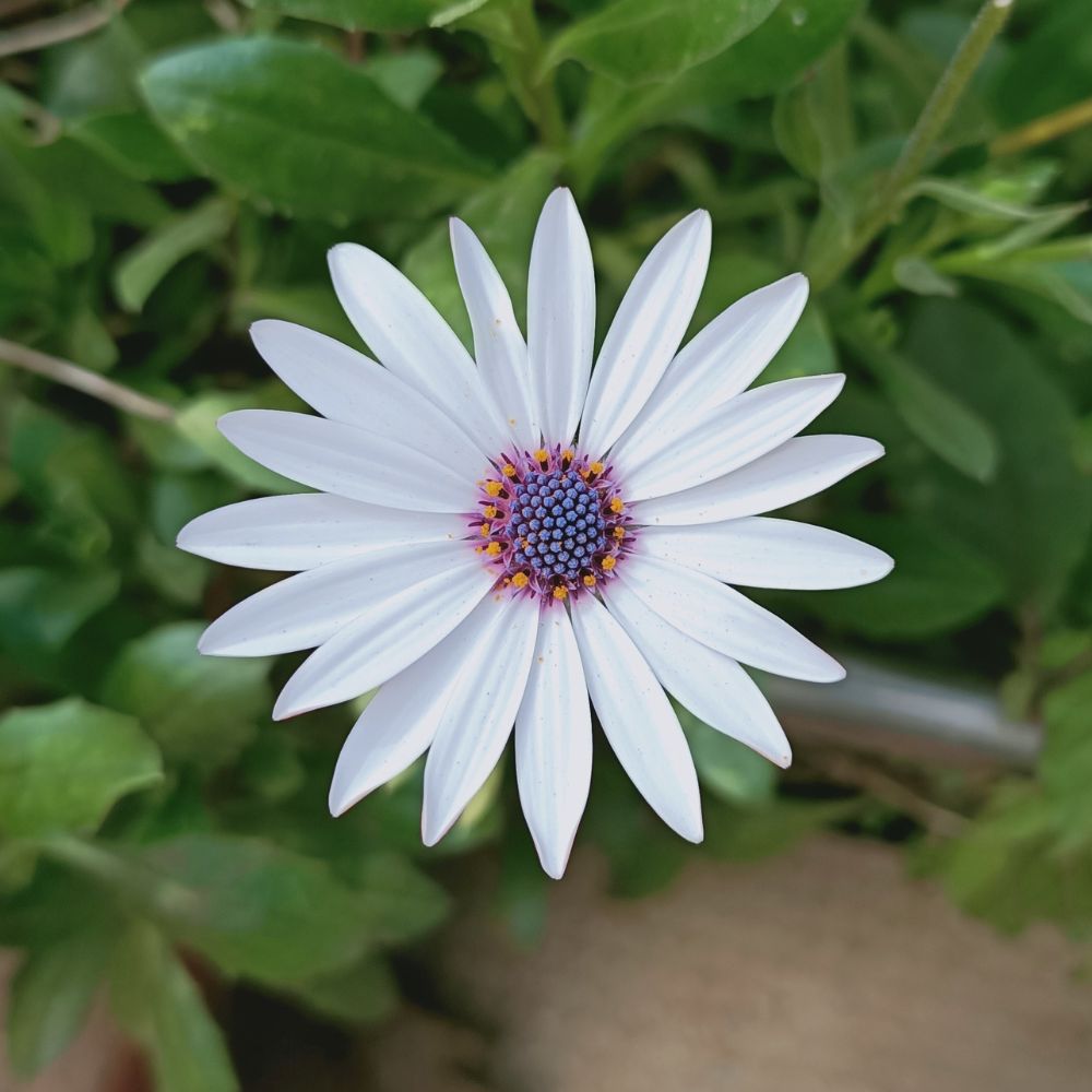 Buy Best quality Dimorphotheca Glistening White Seeds Online - Organicbazar
