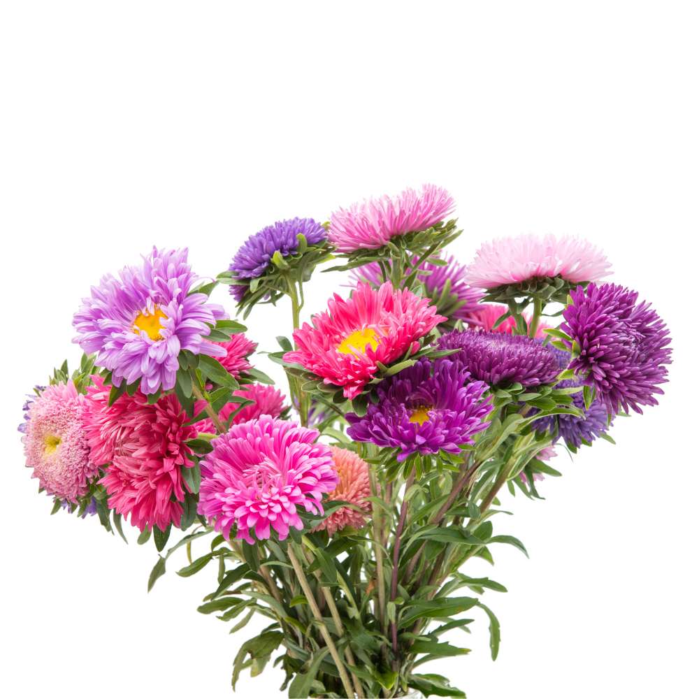 Buy best Quality China Aster Mixed Flower Seeds Online - OrganicBazar