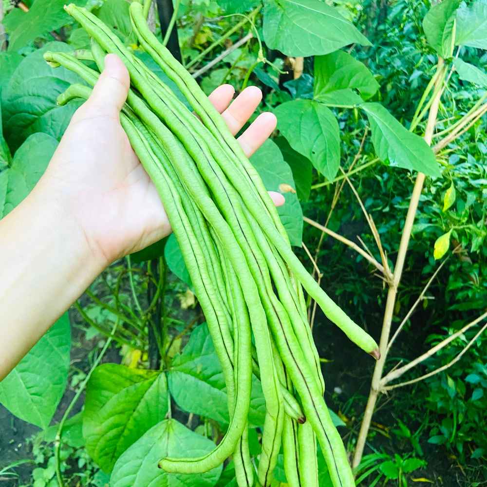 Buy Best Quality Yard Long Beans Imported-Thailand Seeds