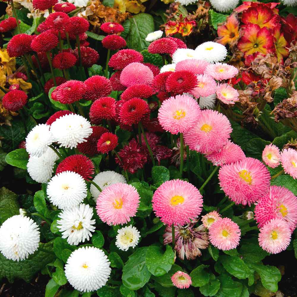 Buy Best Quality Daisy Pomponette Mix Seeds Online - Organicbazar