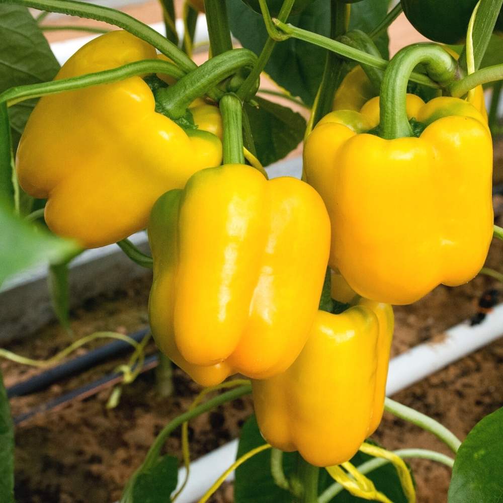 Buy Best Quality Yellow Capsicum F1 Hybrid Seeds Online - Organicbazar
