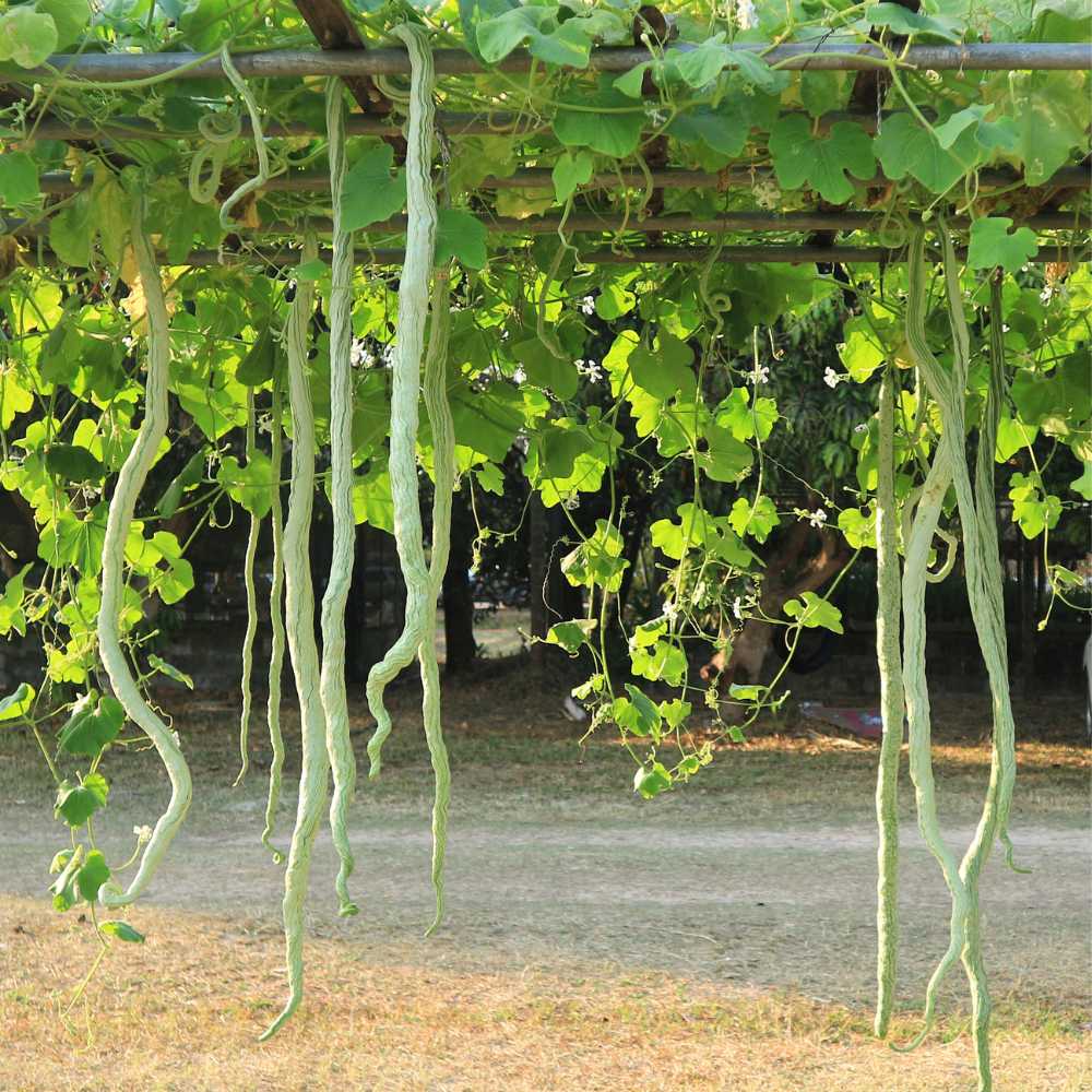 Buy Best Quality Snake Gourd Extra long F1 Hybrid Seeds Online ...