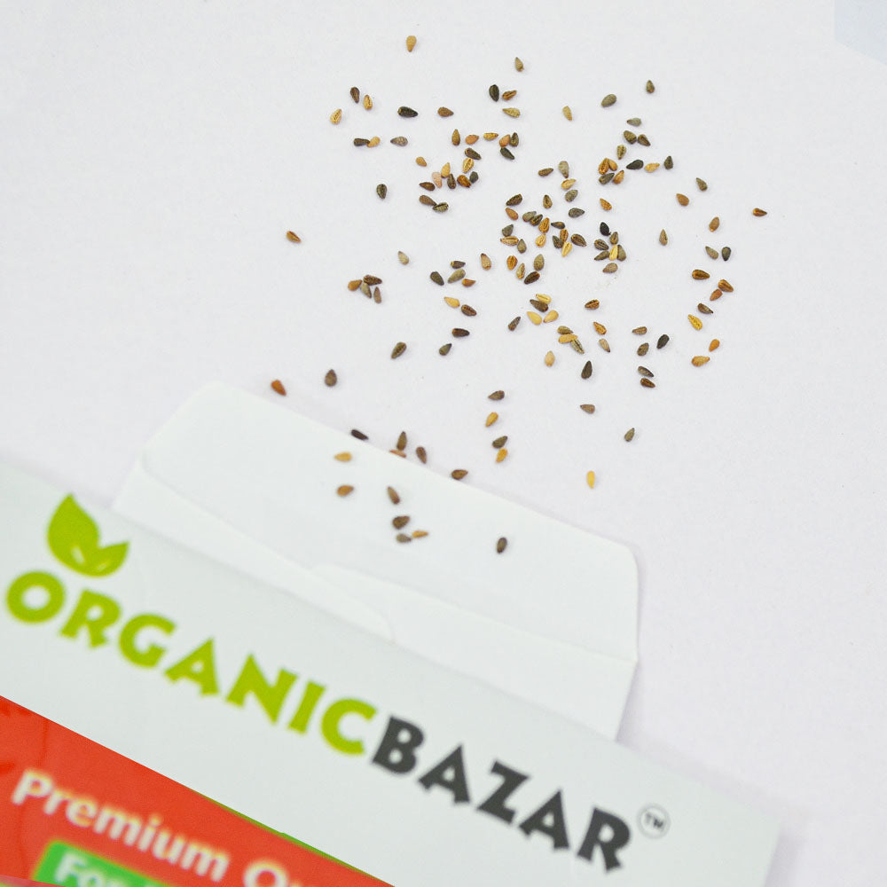 Buy best quality Venidium Fastuosum Orange seeds
