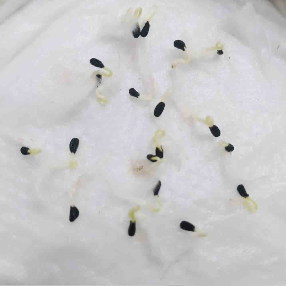 Buy best Quality Vinca Tattoo Blueberry Seeds Online - Organicbazar