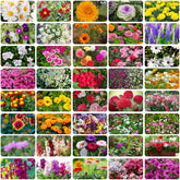 Buy 40 Varieties of Flowers Seed kits Online - Organicbazar