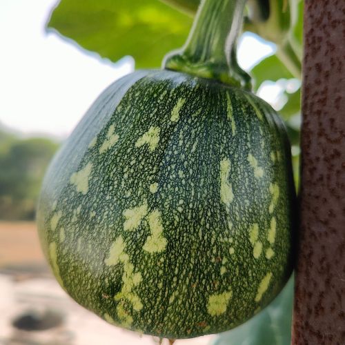 Winter Squash (Pumpkin) F1 Hybrid Seeds Online - OrganicBazar